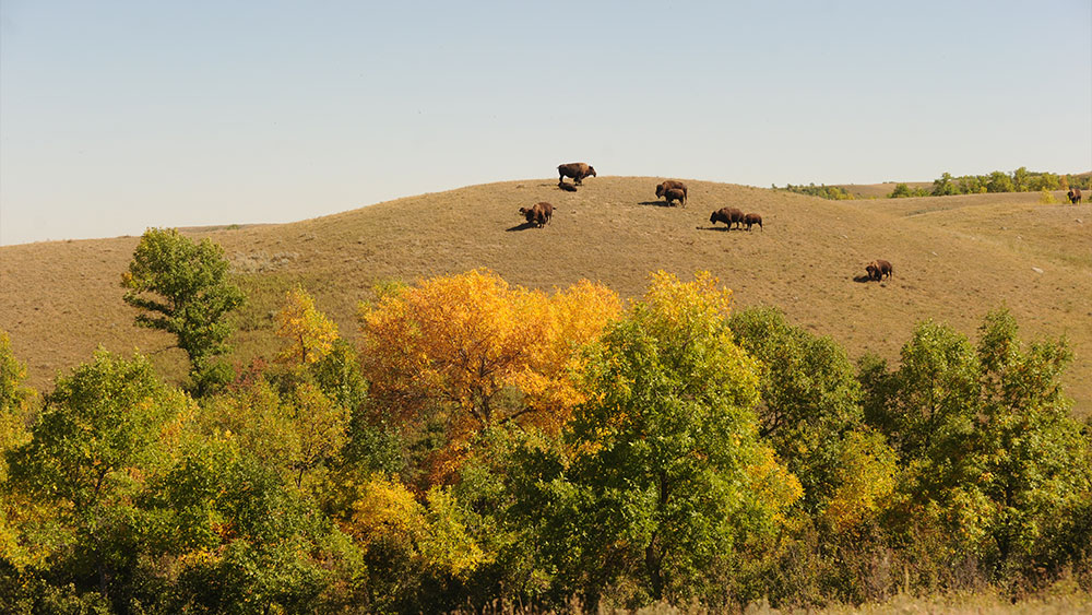 Buffalo Pound Provincial Park | Sask Parks